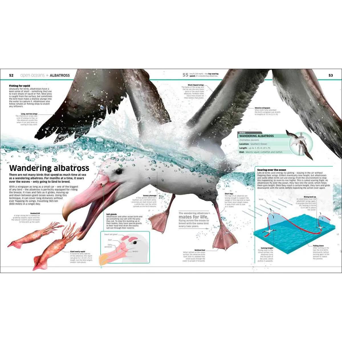 KNOWLEDGE ENCYCLOPEDIA OCEAN - DK | Knjižare Vulkan