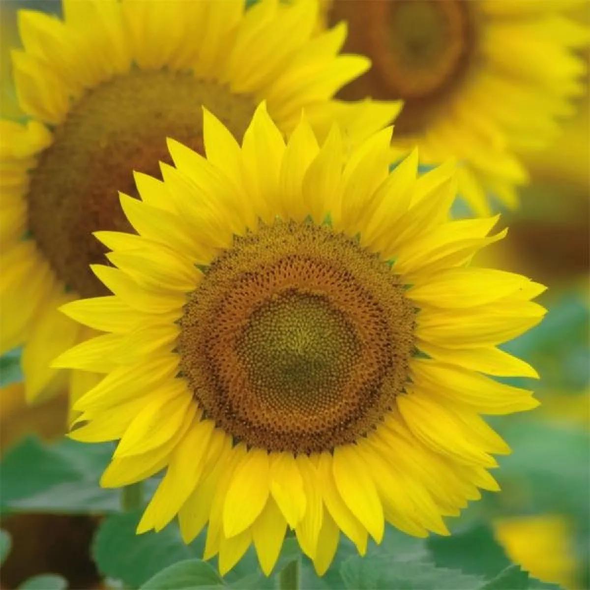 Zidni kalendar za 202 - CVEĆE - | Knjižare Vulkan