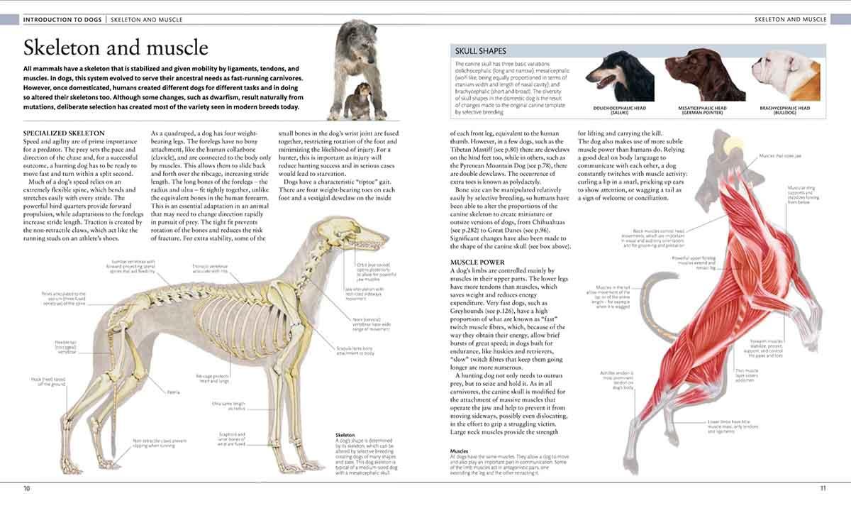 THE DOG ENCYCLOPEDIA - DK | Knjižare Vulkan